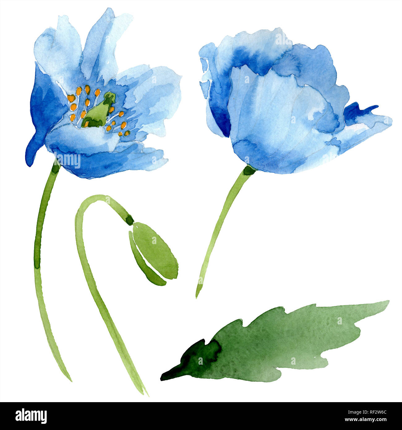 Blue poppy floral botanical flower. Wild spring leaf wildflower ...