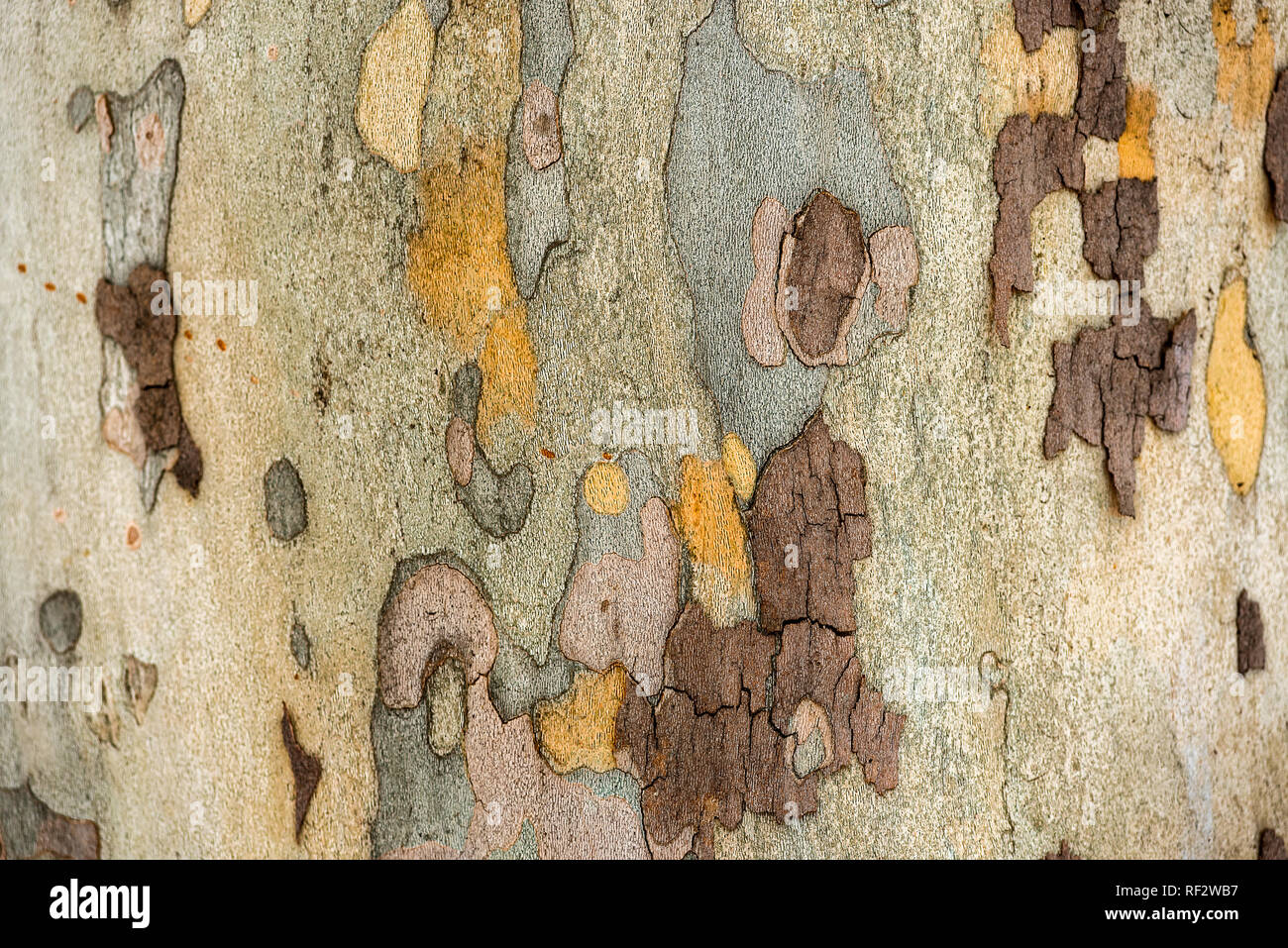 The texture of the bark of the sycamore tree Stock Photo - Alamy