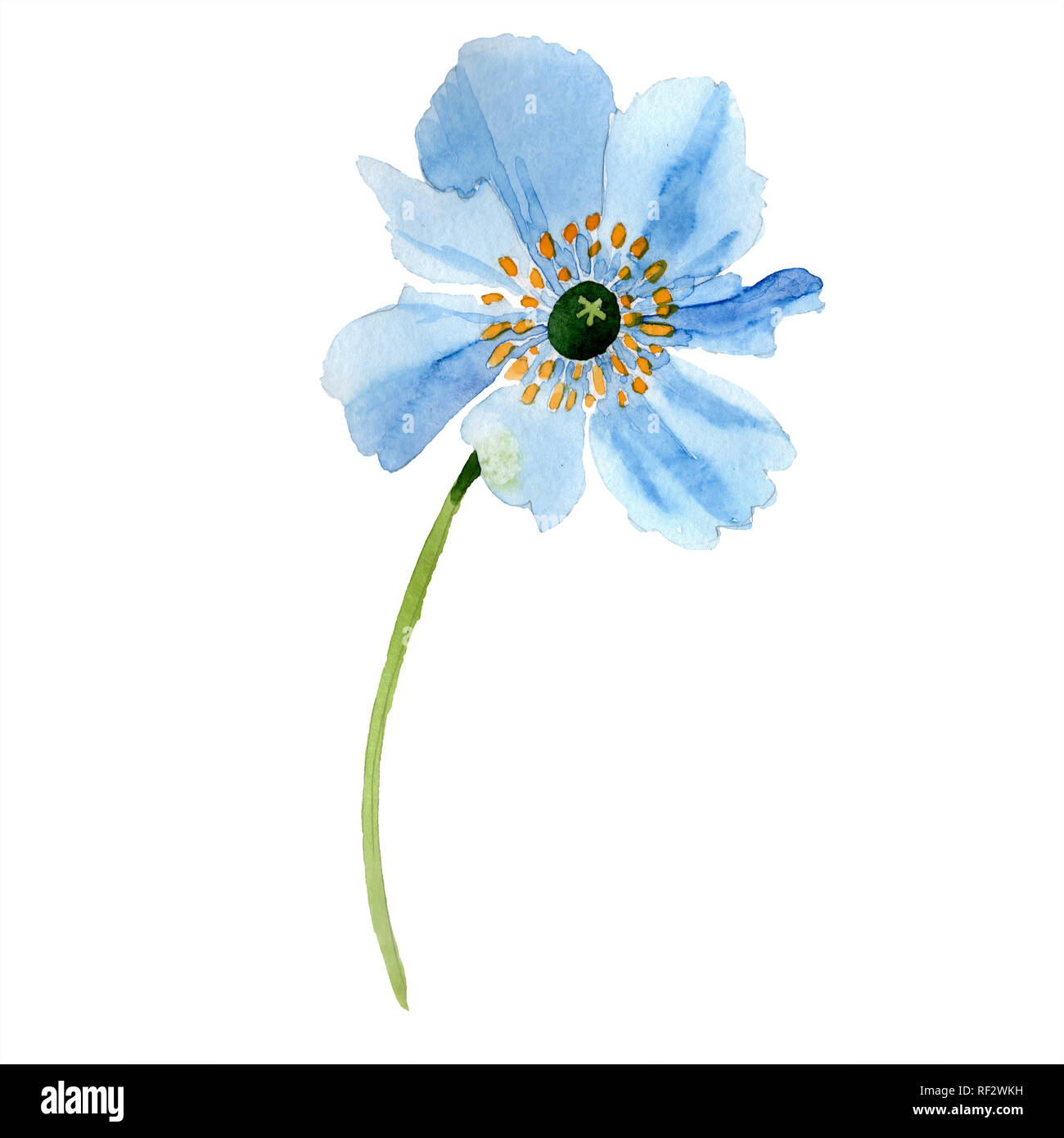 Himalayan Blue Poppy Wallpaper