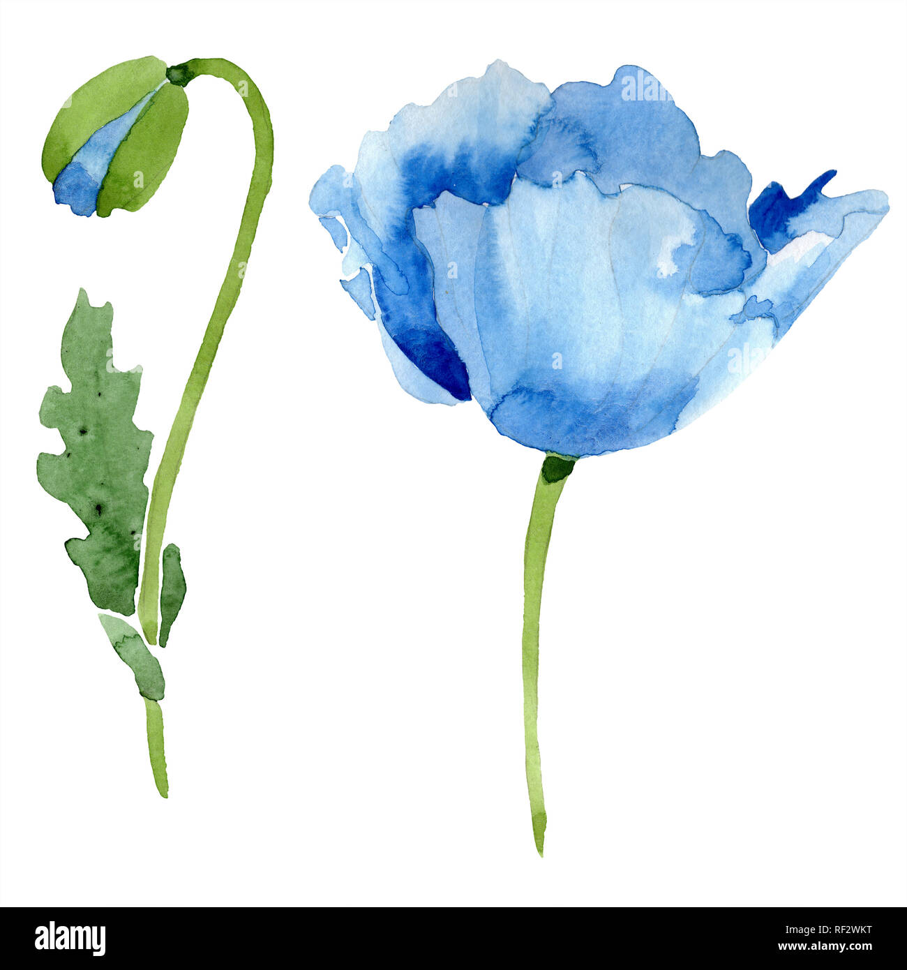 Blue poppy floral botanical flower. Wild spring leaf wildflower ...