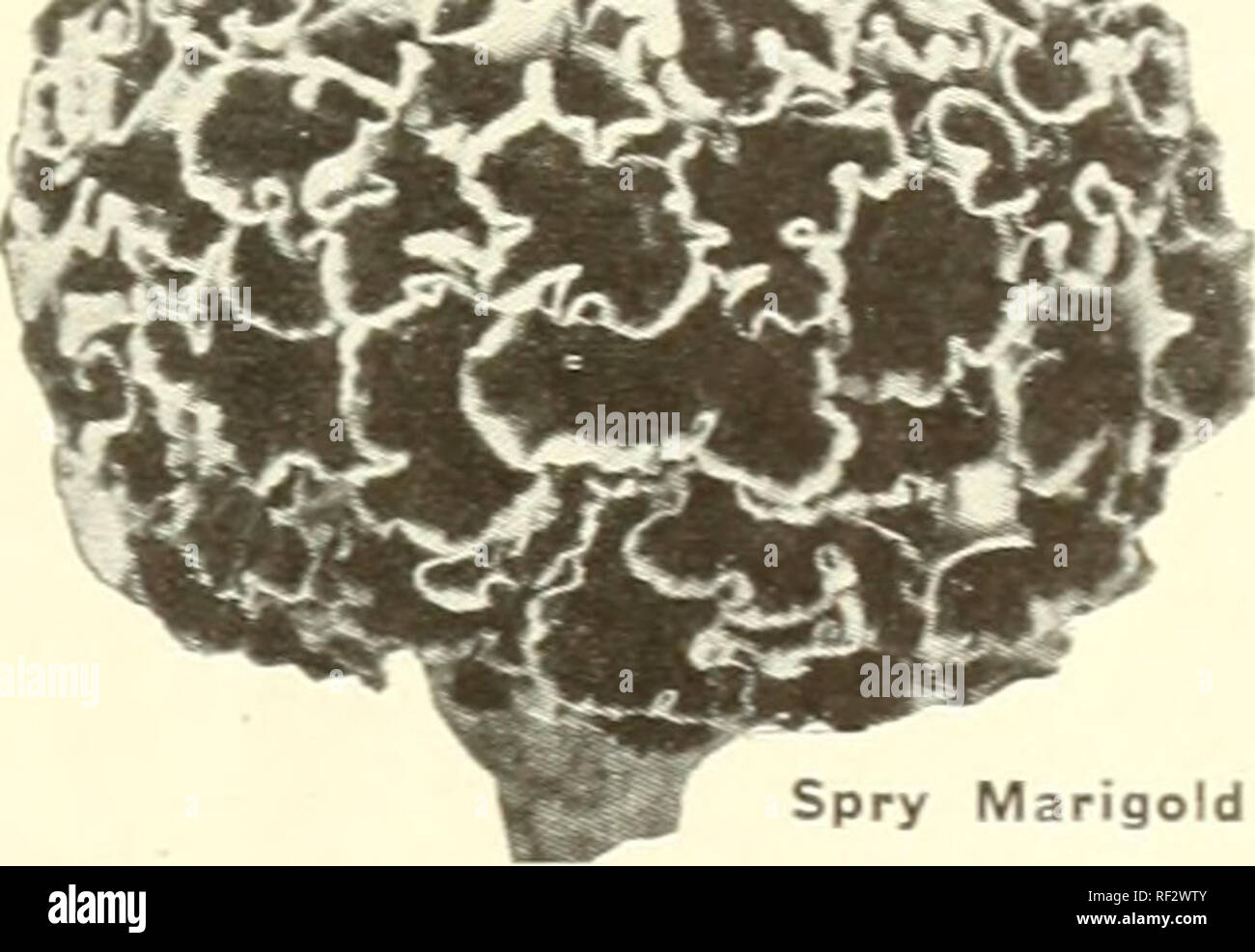 Basal branching hi-res stock photography and images - Alamy