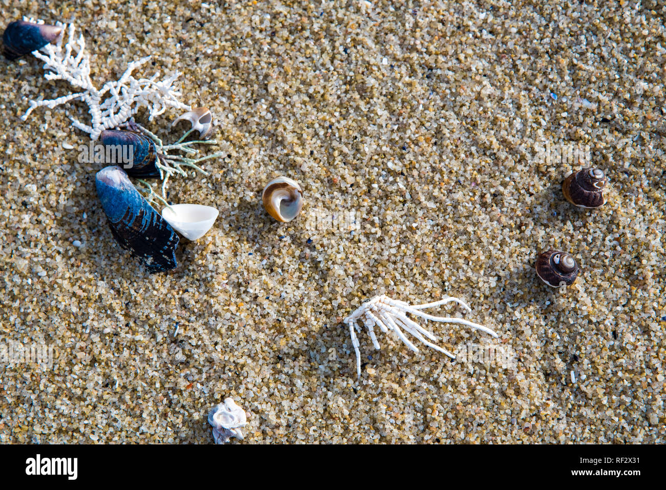 Colorful shells, coral, and sea creatures on the beach. The patterns ...