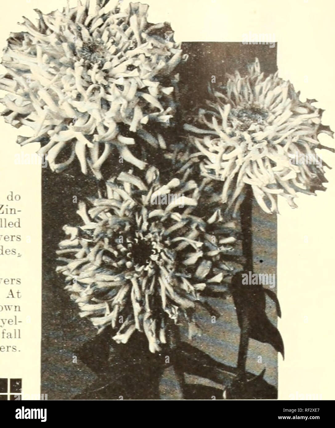 . Catalog 1944 : magnolia seeds are good seeds.. Seeds Catalogs ...