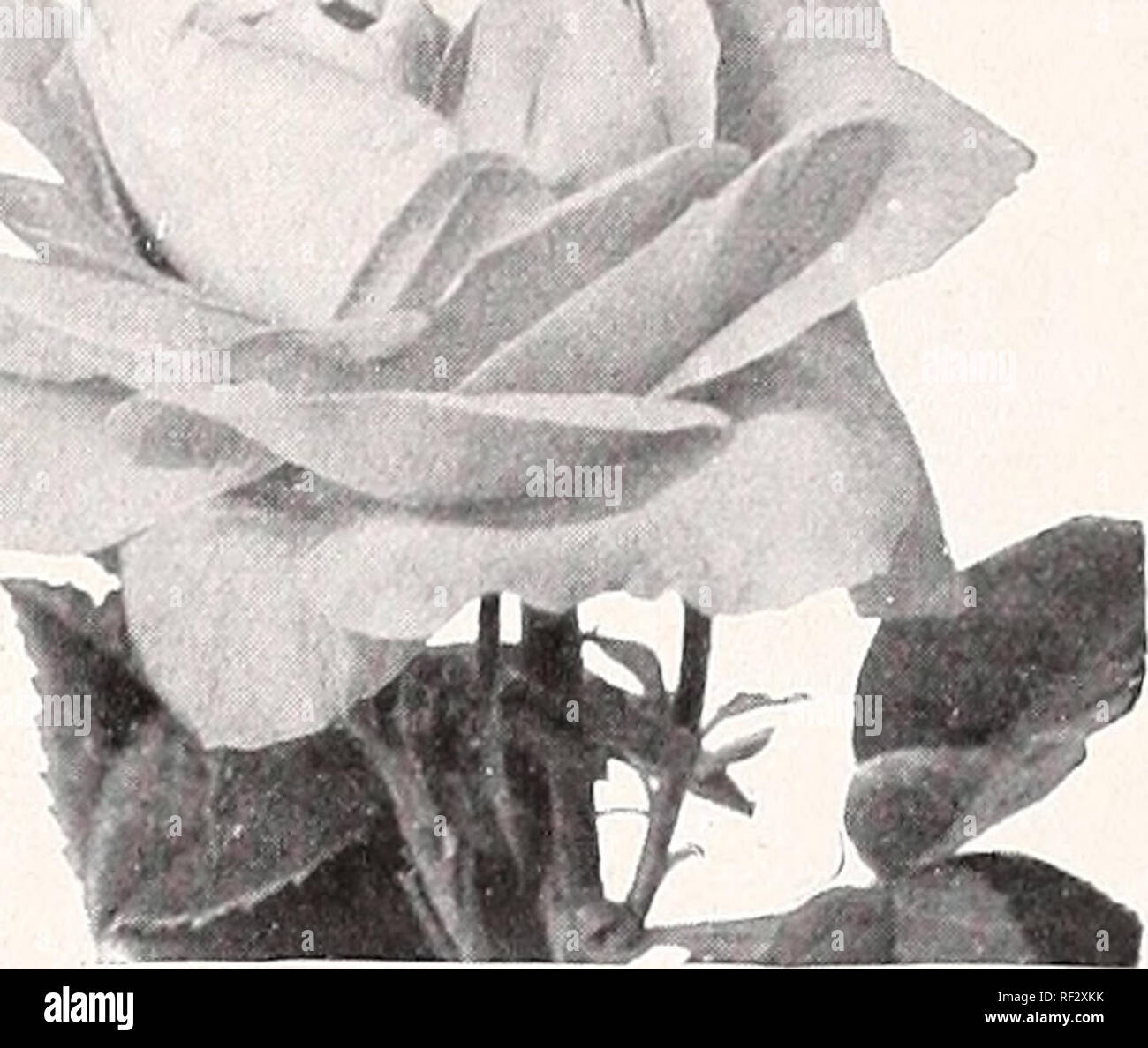 Tyler rose garden hi-res stock photography and images - Alamy