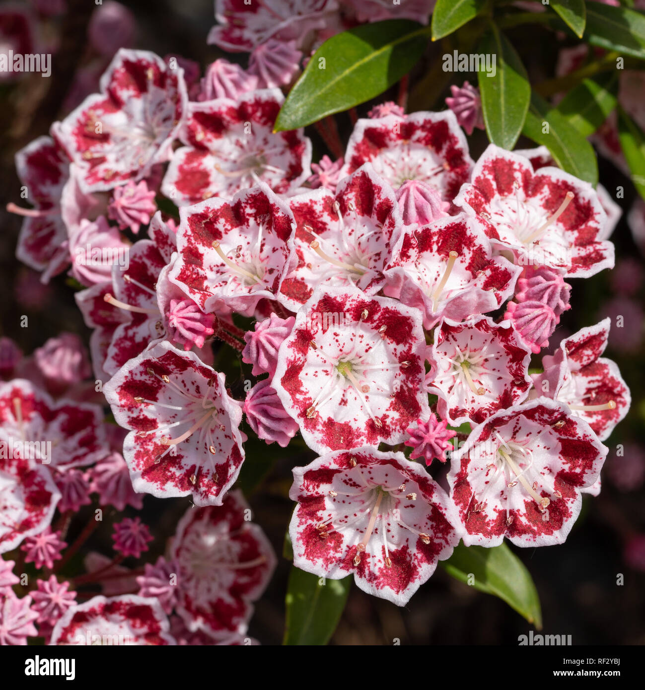 Mountain laurel (Kalmia latifolia), close up of the flower head Stock ...