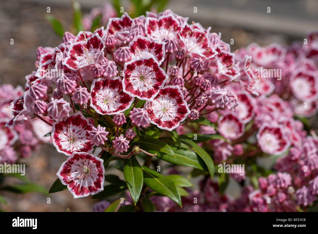 Mountain laurel (Kalmia latifolia), close up of the flower head Stock ...