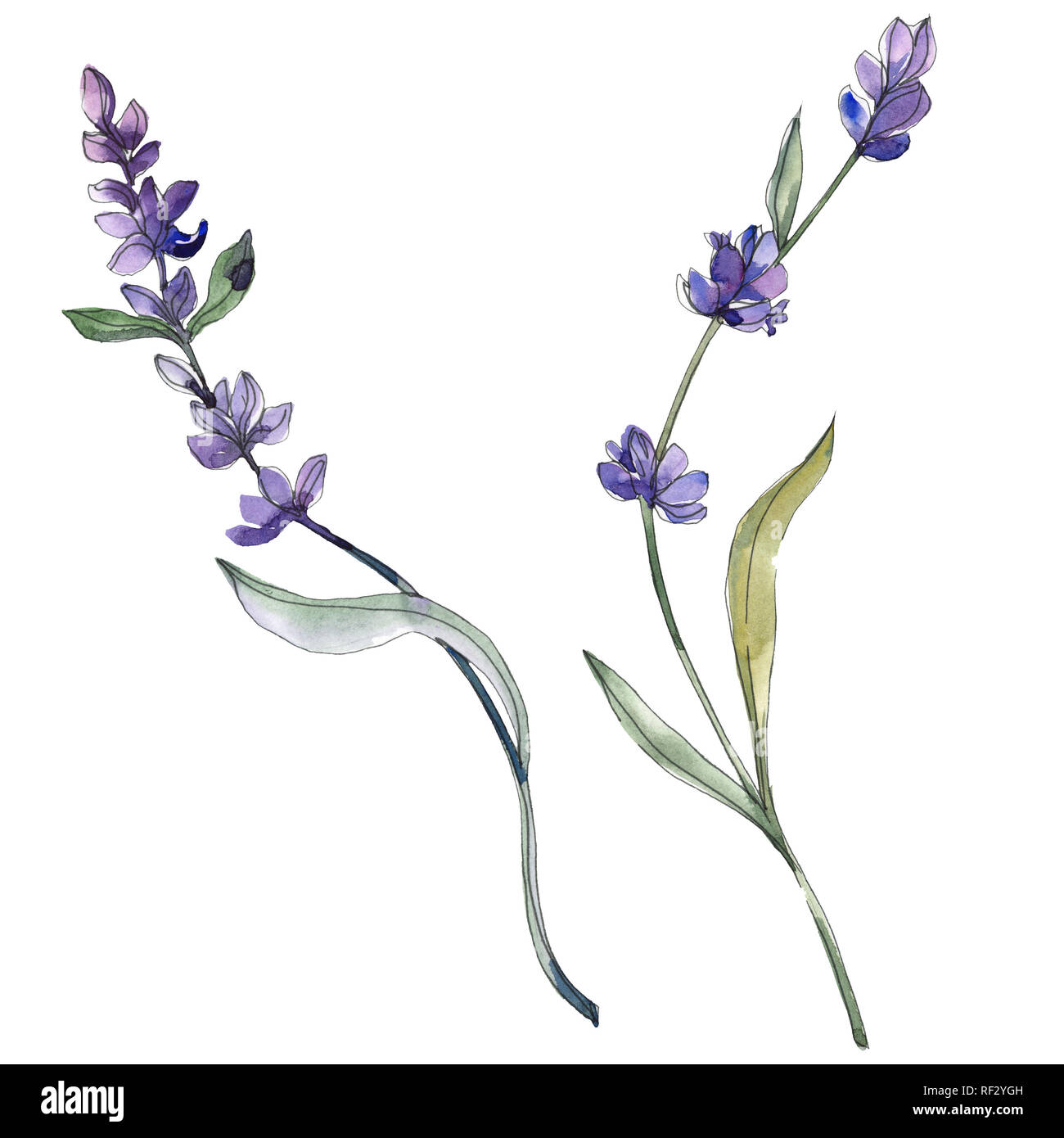 Lavender Botanical Drawing