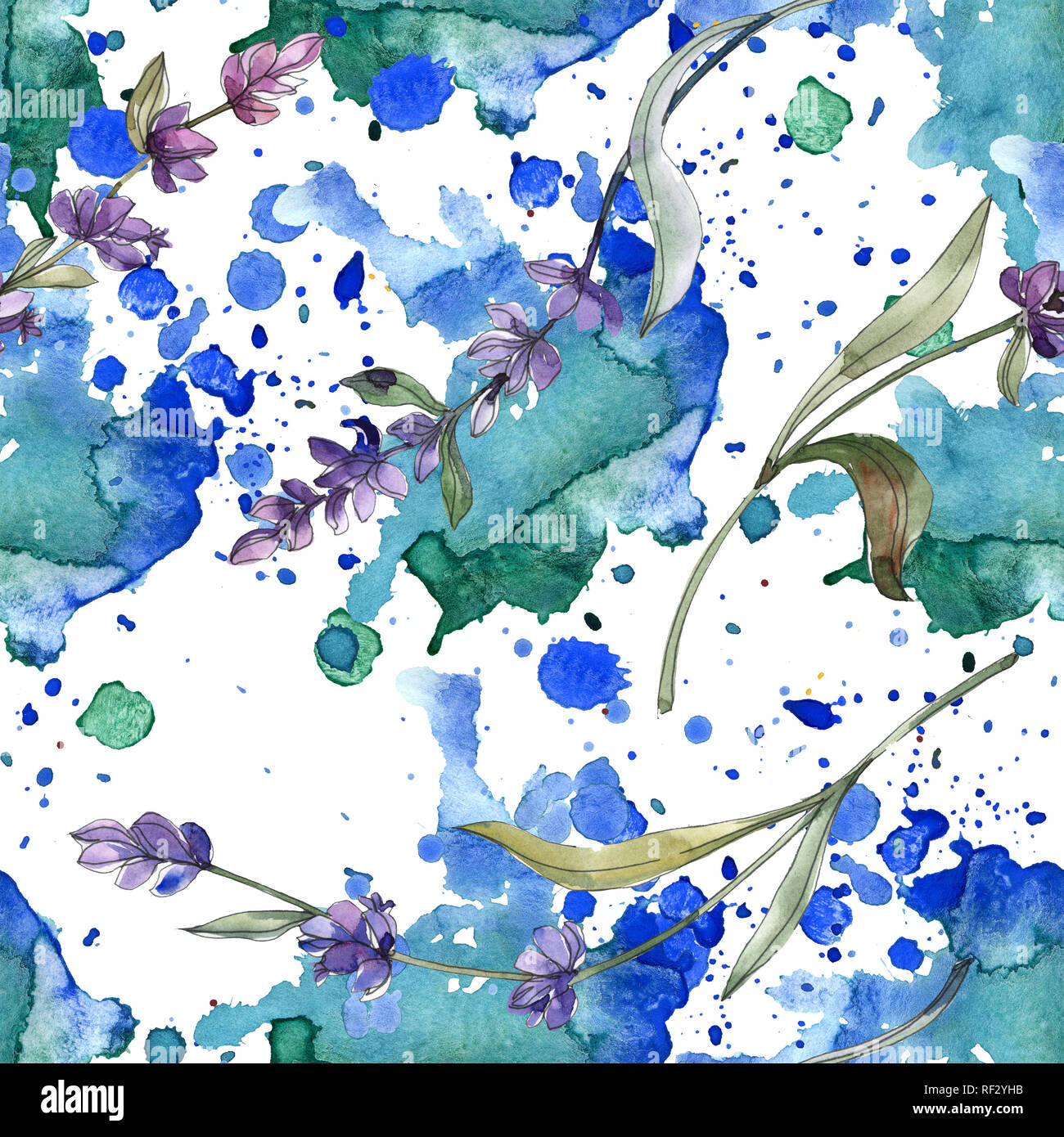 Purple lavender floral botanical flower. Wild spring leaf isolated ...