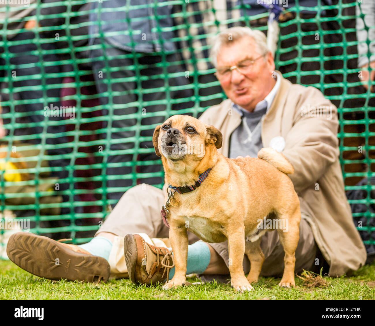 An older man with his barking dog in a dog show in London Stock Photo ...