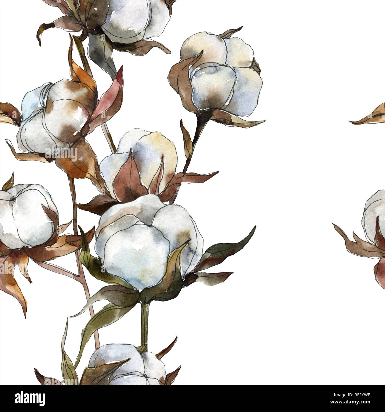 Cotton Flower Drawing