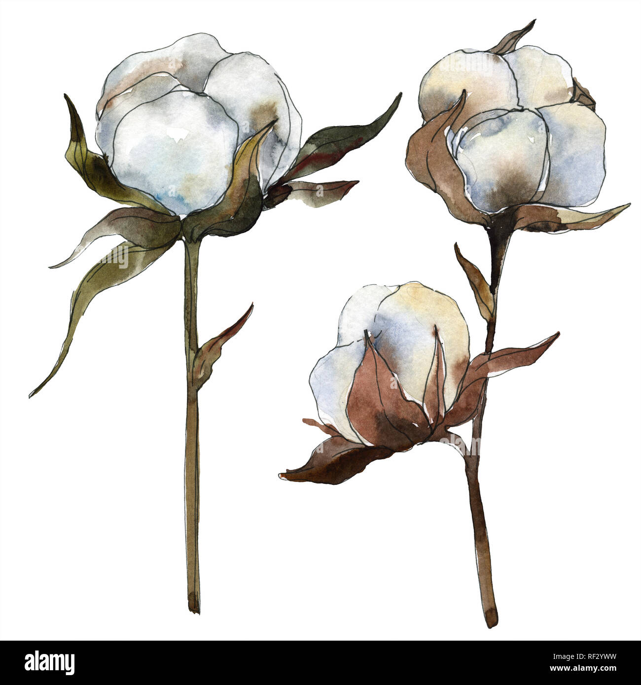 Cotton Flower Drawing