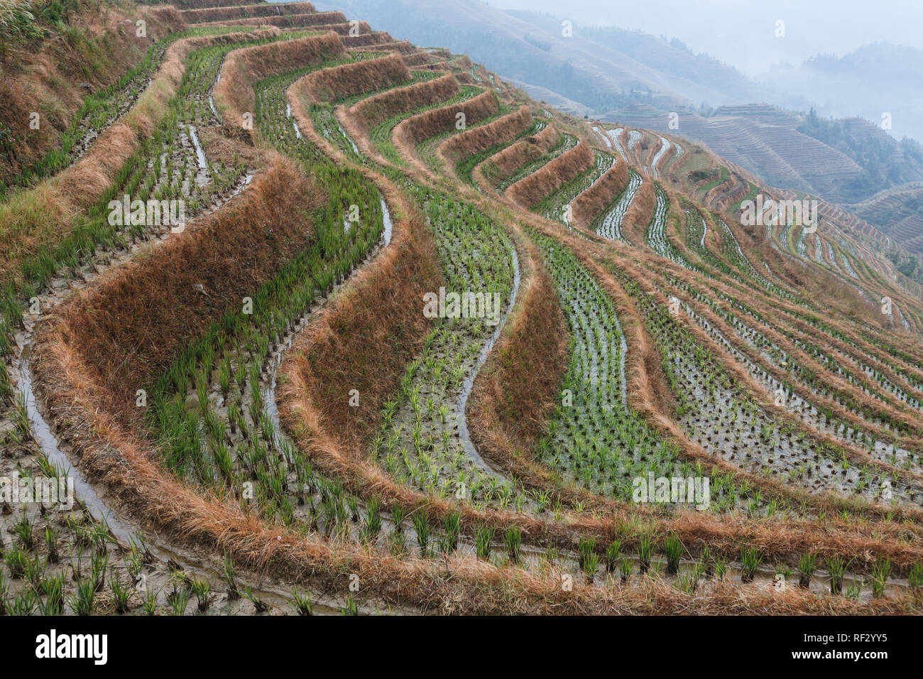 Rice terraces circle around the highmountain slopes of Longshen, China ...