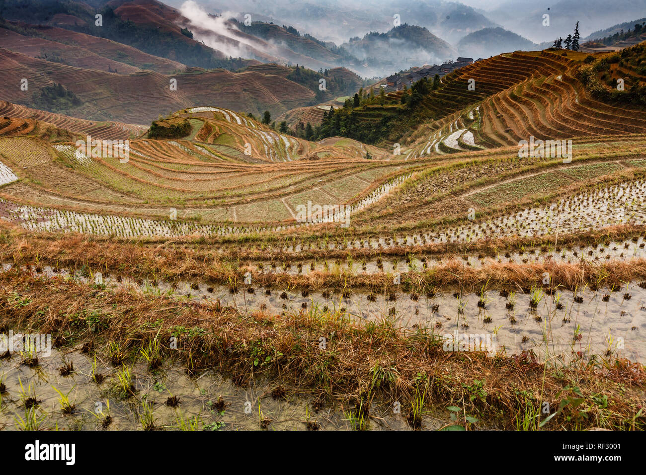 Rice field terraces define the mountain slopes of Longshen, China Stock ...