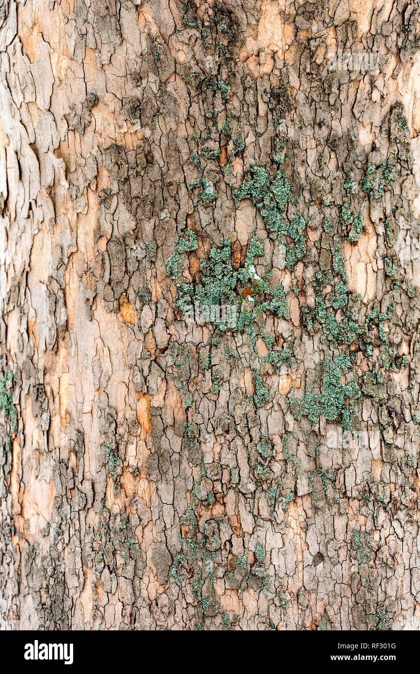 Elm tree bark hi-res stock photography and images - Alamy
