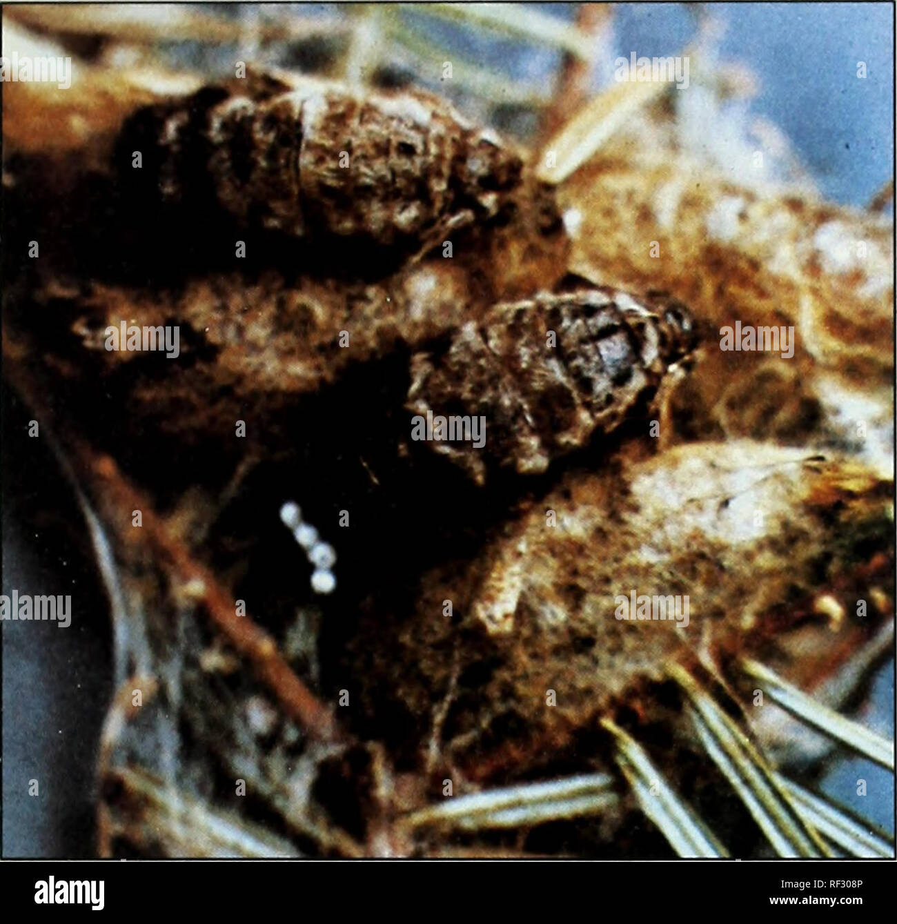 . Insect and disease conditions in the United States, 1979-83 : what ...