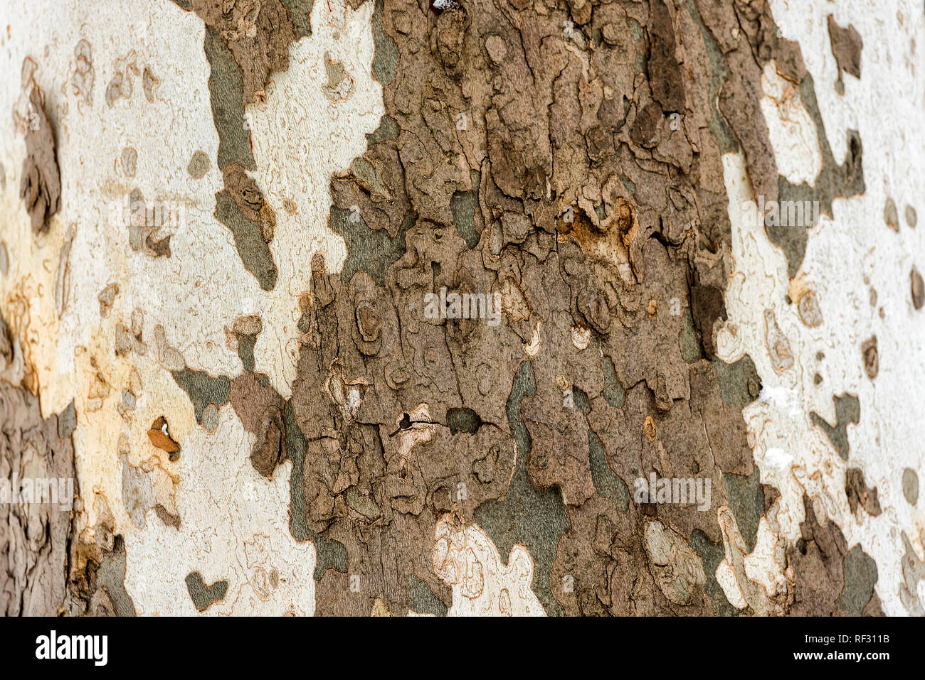 Sycamore texture hi-res stock photography and images - Alamy