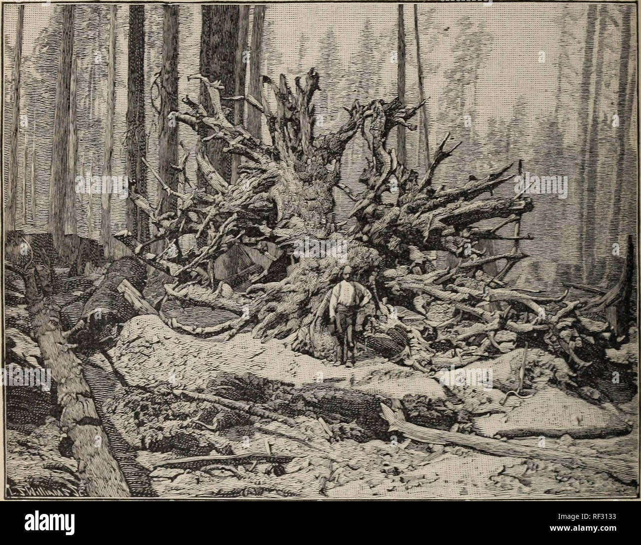 . A primer of forestry : part I, the forest. Forests and forestry. 6 ...