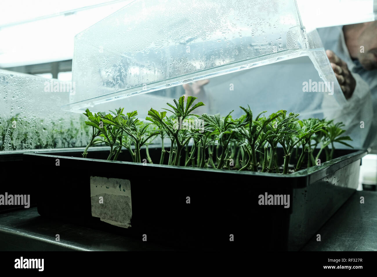 Revadim, Israel. 23rd January, 2019. Breath of Life Pharma (BOL), one ...