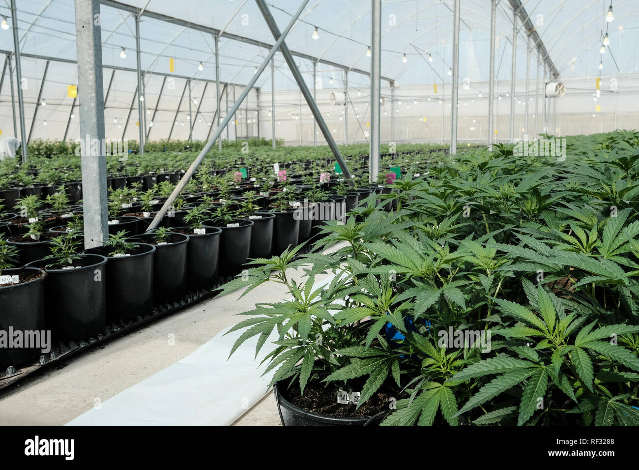 Greenhouse agriculture israeli hi-res stock photography and images - Alamy