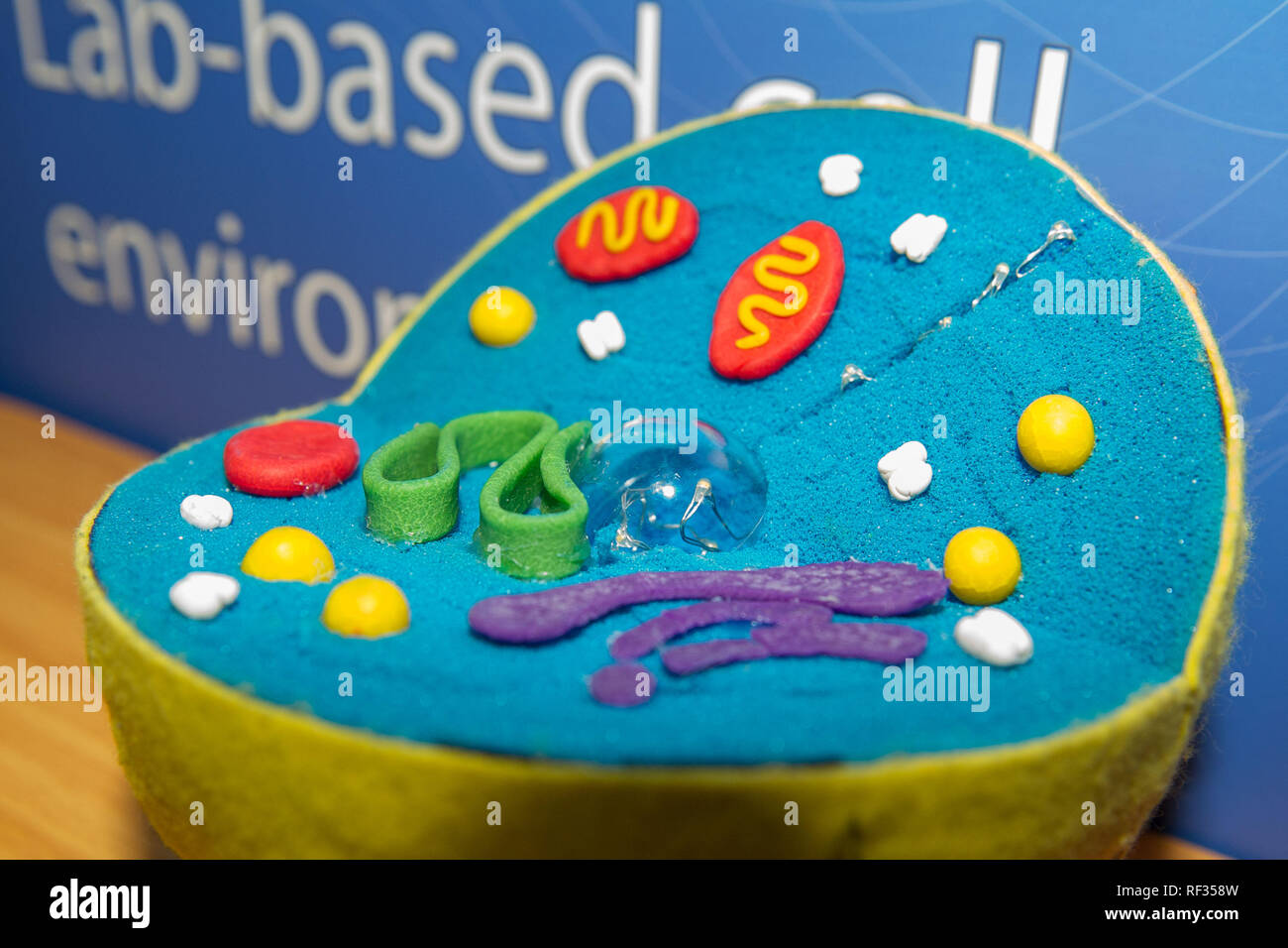 Bone cell hi-res stock photography and images - Alamy