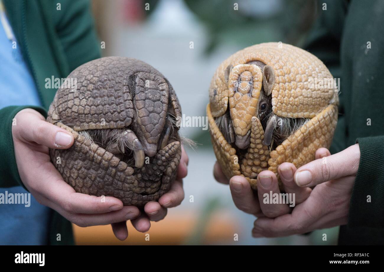 Two armadillos armadillos hi-res stock photography and images - Alamy