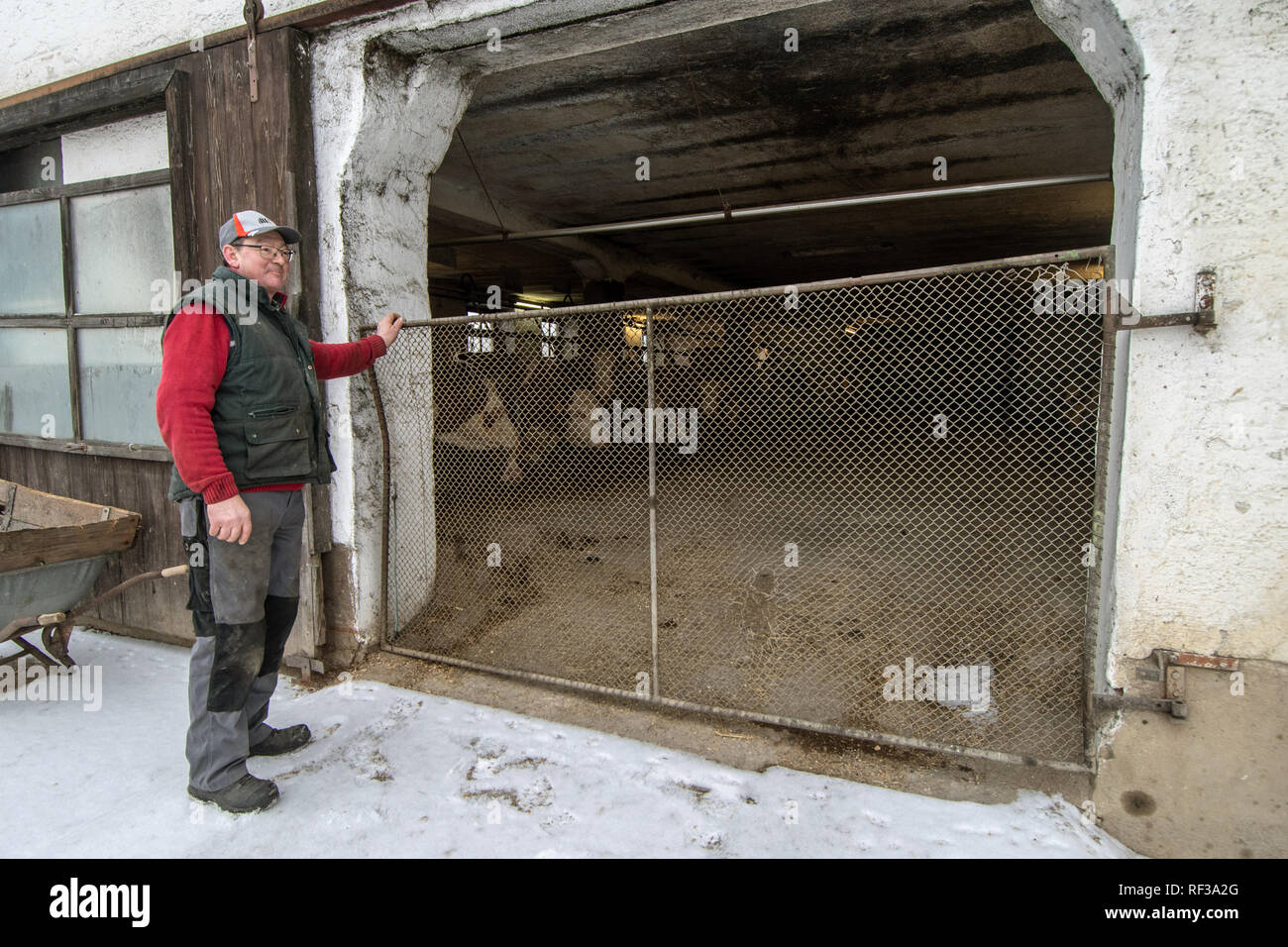 Runaway cow hi-res stock photography and images - Alamy