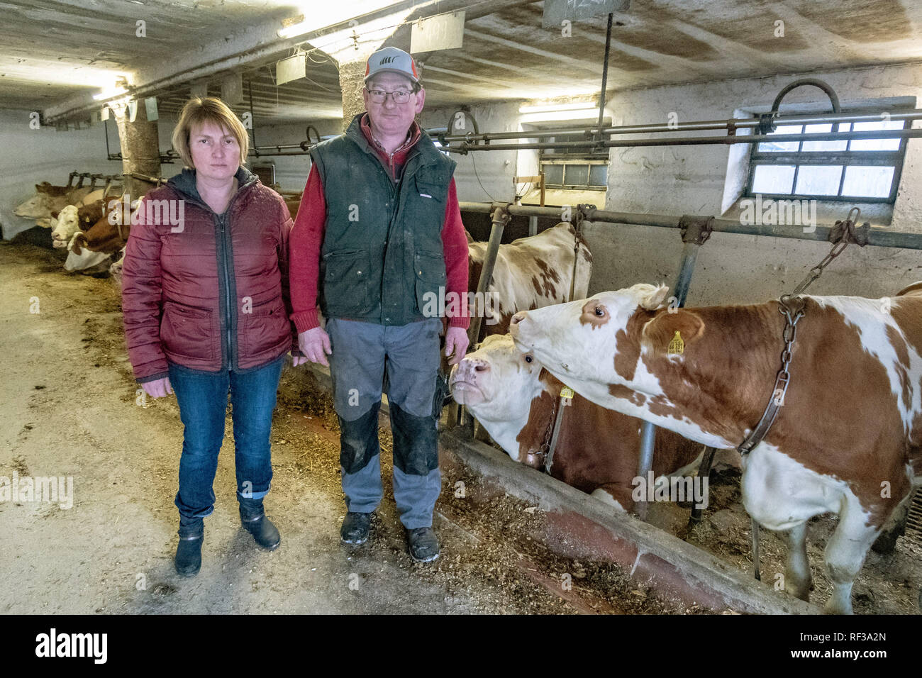 Runaway cow hi-res stock photography and images - Alamy