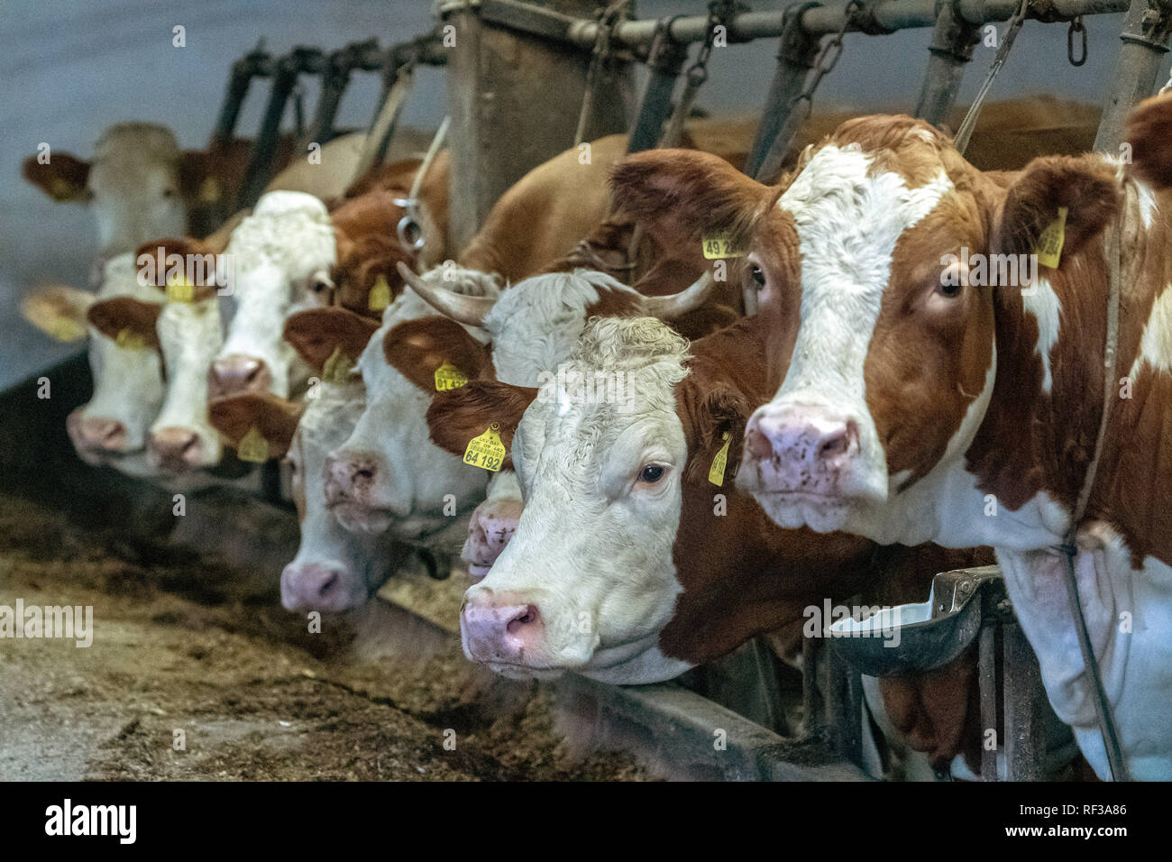Runaway cow hi-res stock photography and images - Alamy