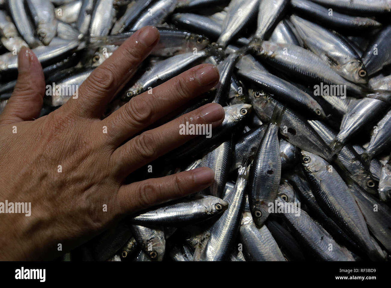 (190124) -- QUEZON, Jan. 24, 2019 (Xinhua) -- A vendor arranges ...