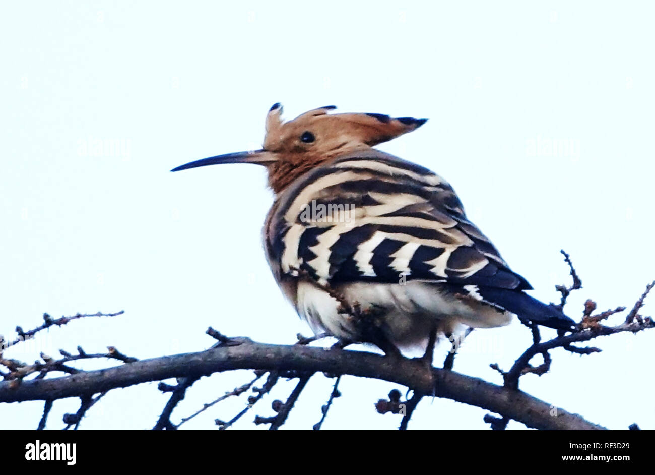 Dalian, Dalian, China. 24th Jan, 2019. Dalian, CHINA-A hoopoe bird can ...