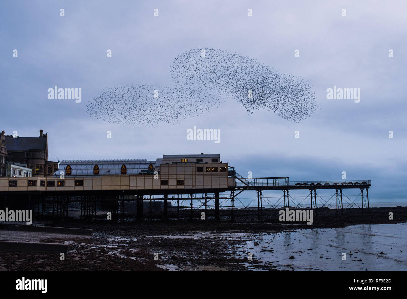 Aberystwyth, Wales. 24th January, 2019. UK Weather: On a grey and ...