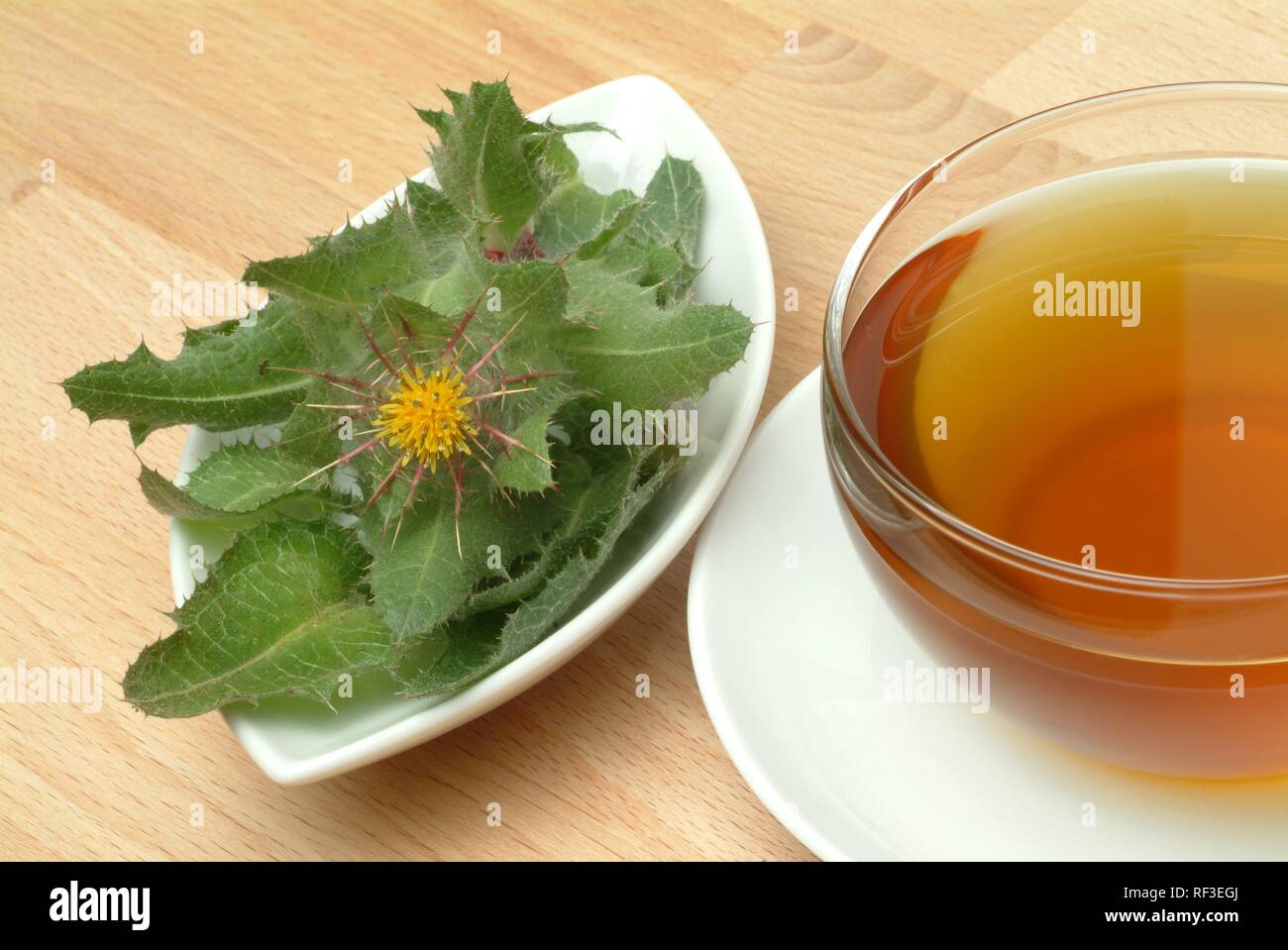 Blessed Thistle (Cnicus benedictus), herb tea Stock Photo - Alamy