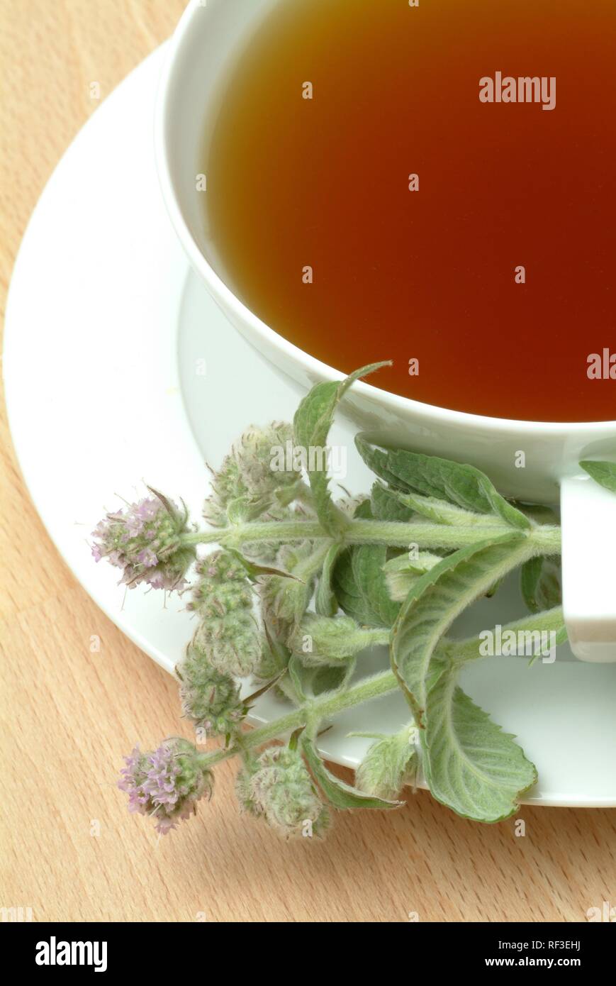 Horse Mint (Mentha longifolia), herbal tea Stock Photo - Alamy
