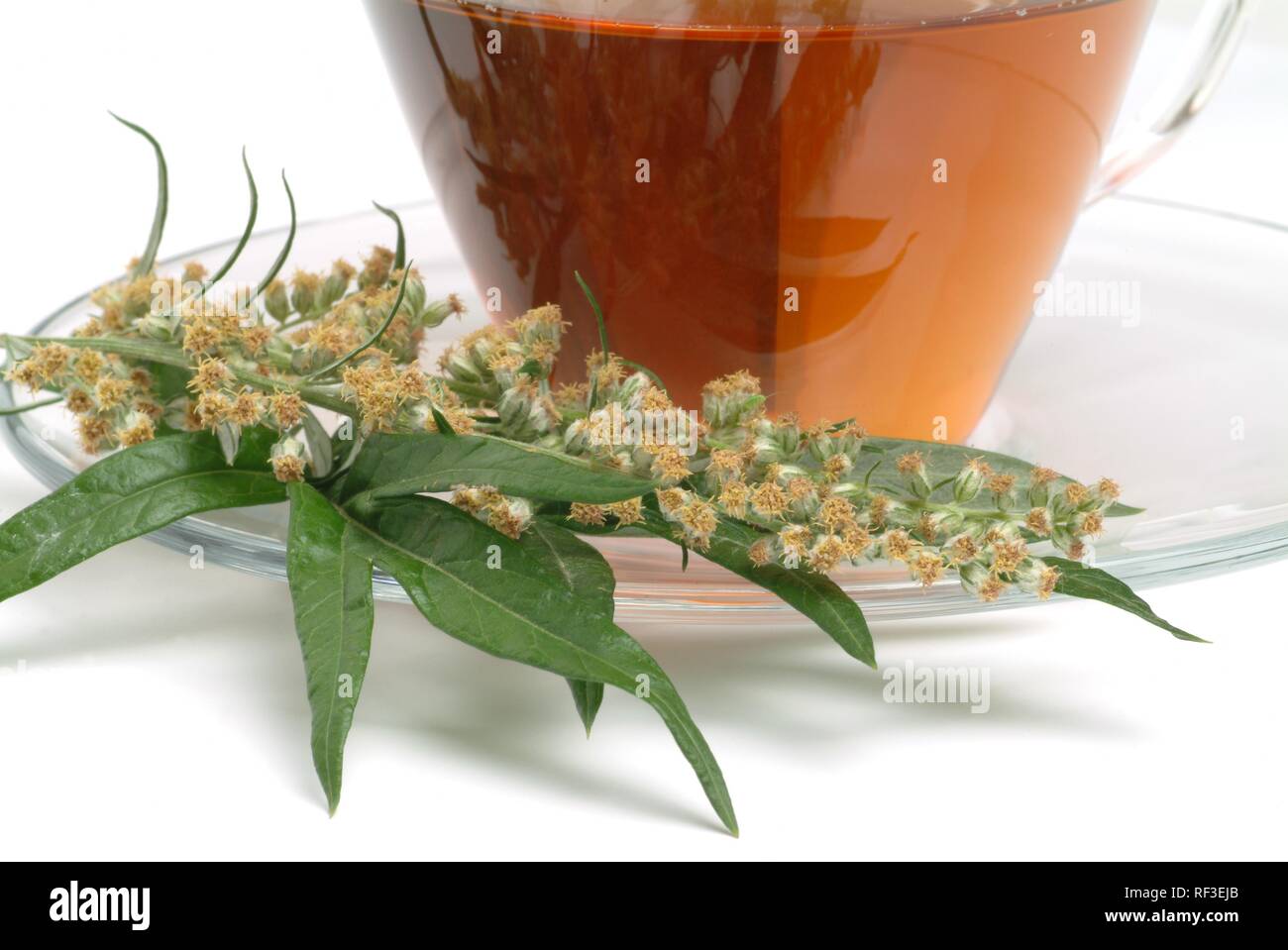 Mugwort hi-res stock photography and images - Alamy