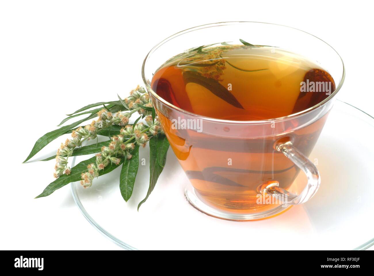 Mugwort or Common Wormwood (Artemisia vulgaris), herbal tea, medicinal ...