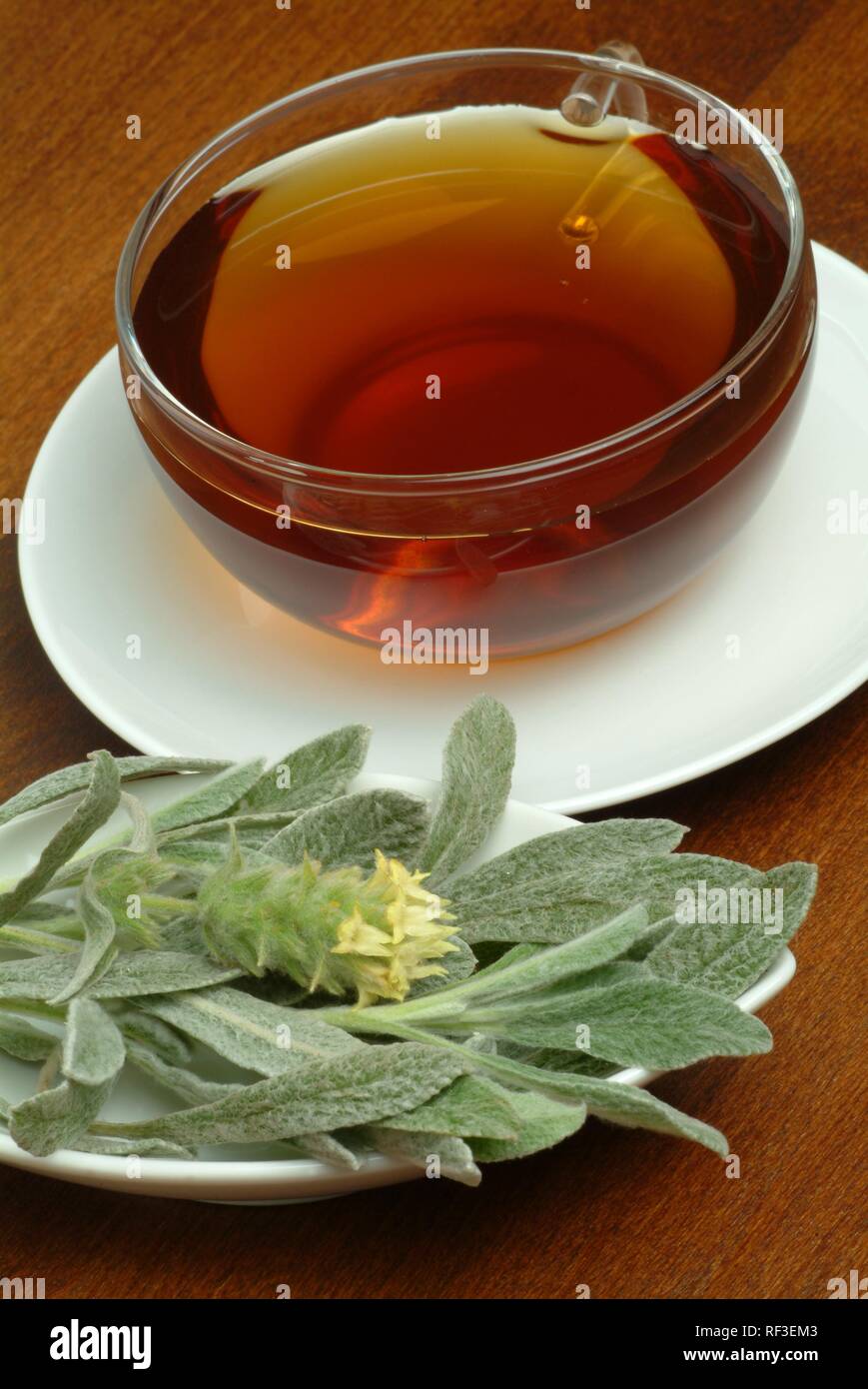 Sideritis hi-res stock photography and images - Alamy