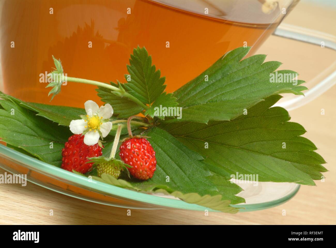 Wild - or Woodland Strawberry (Fragaria vesca) tea, herbal tea Stock ...