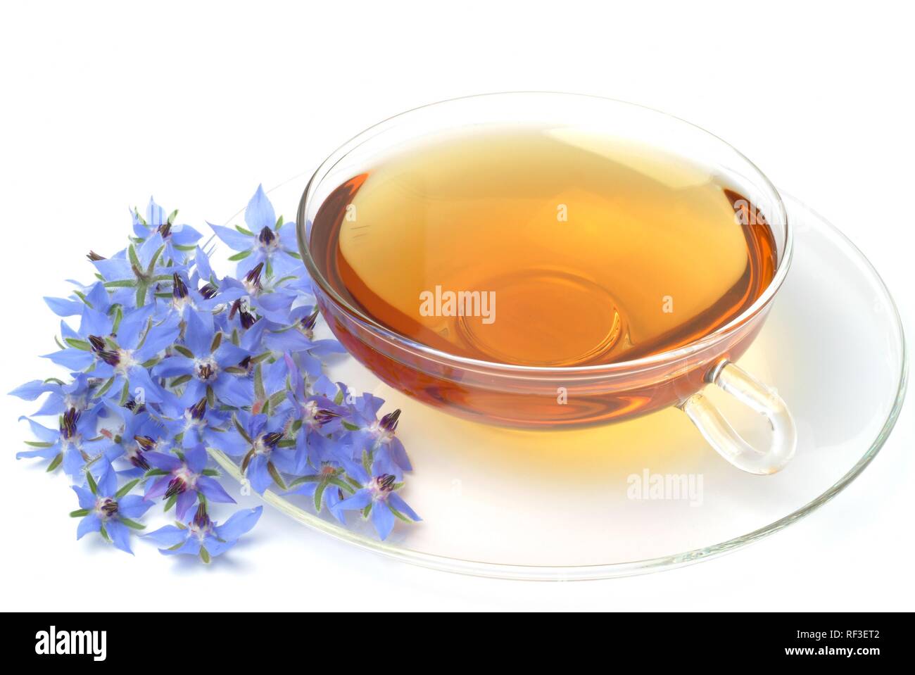 Borage plant borago officinalis blooms Cut Out Stock Images & Pictures ...