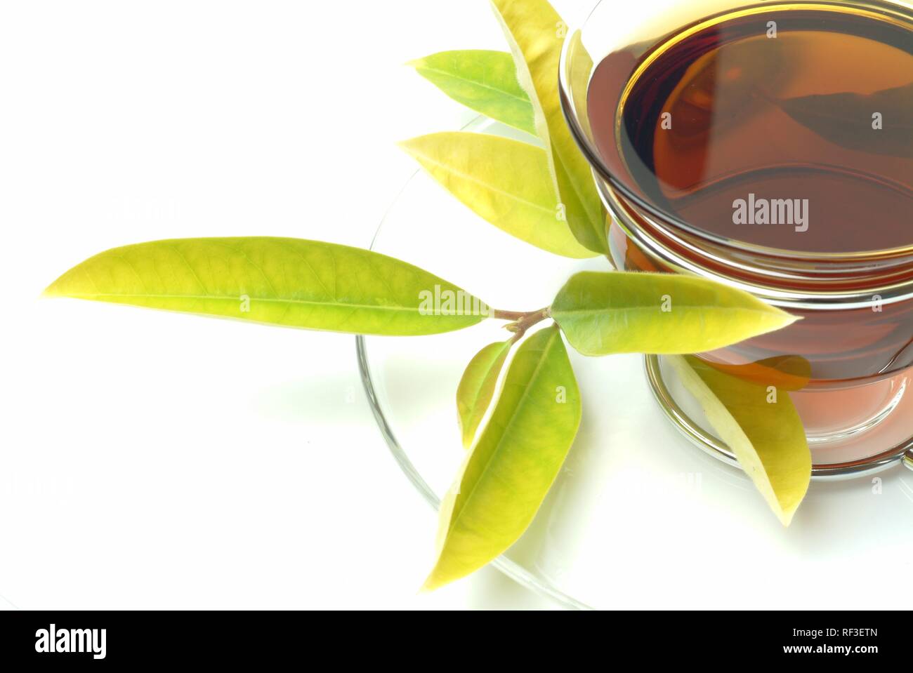 Yerba Mate or Erva-mate (Ilex paraguariensis), herbal tea Stock Photo ...
