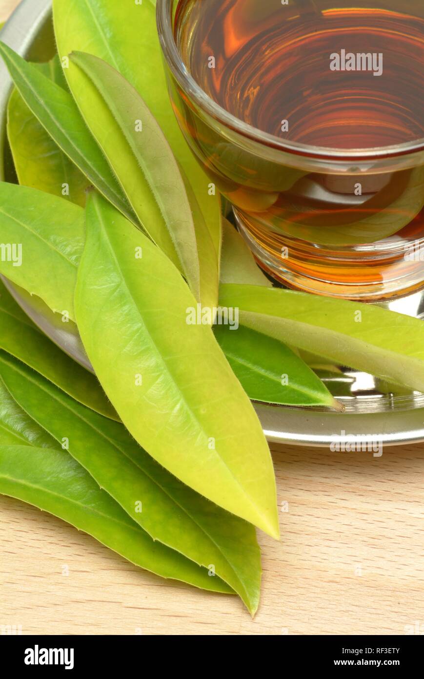 Yerba Mate or Erva-mate (Ilex paraguariensis), herbal tea Stock Photo ...