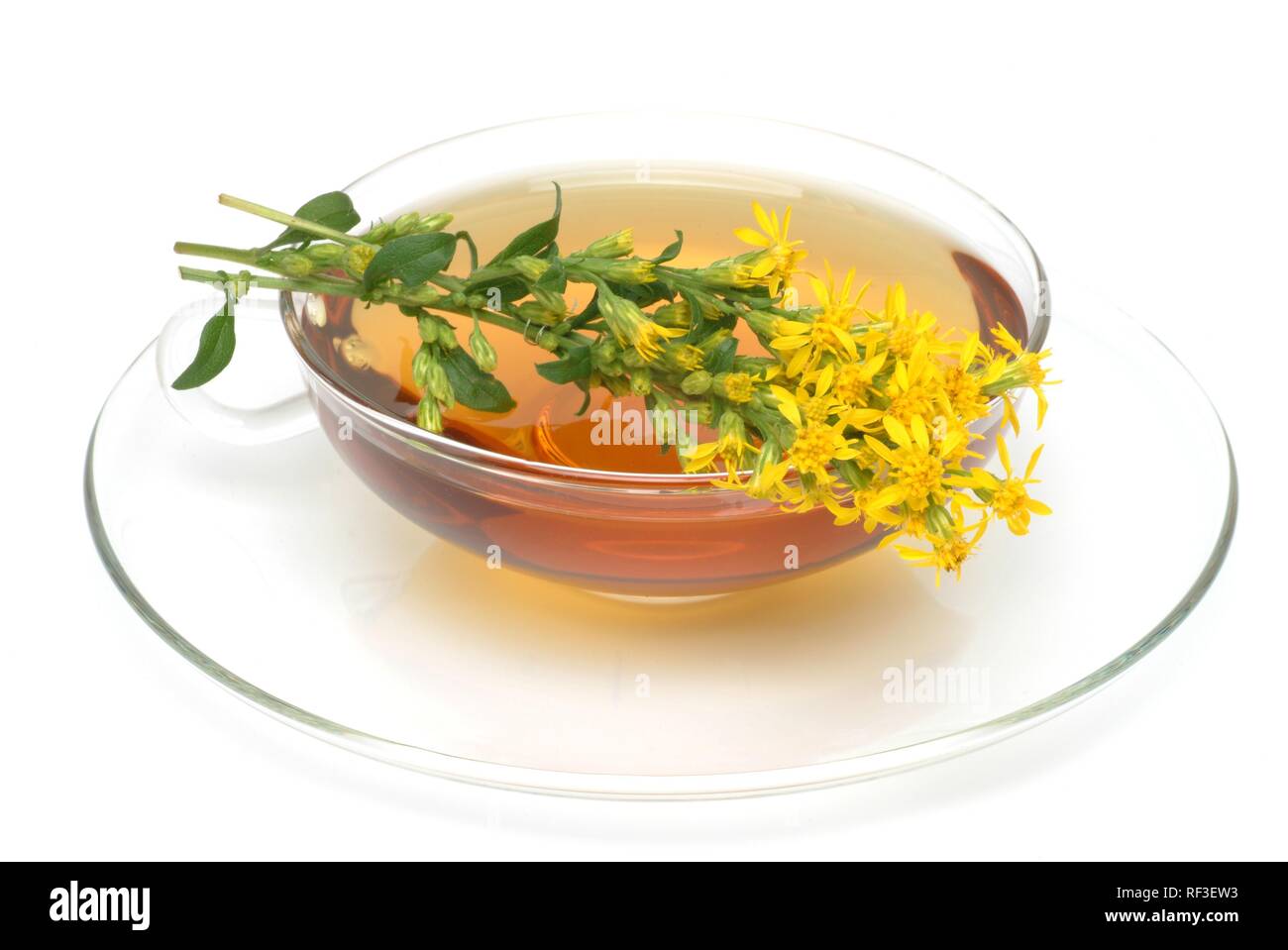 Solidago virgaurea hi-res stock photography and images - Alamy