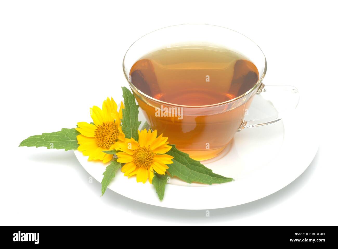 American Dogweed, Golden Crownbeard, Crown-beard or Anil de Muerto ...