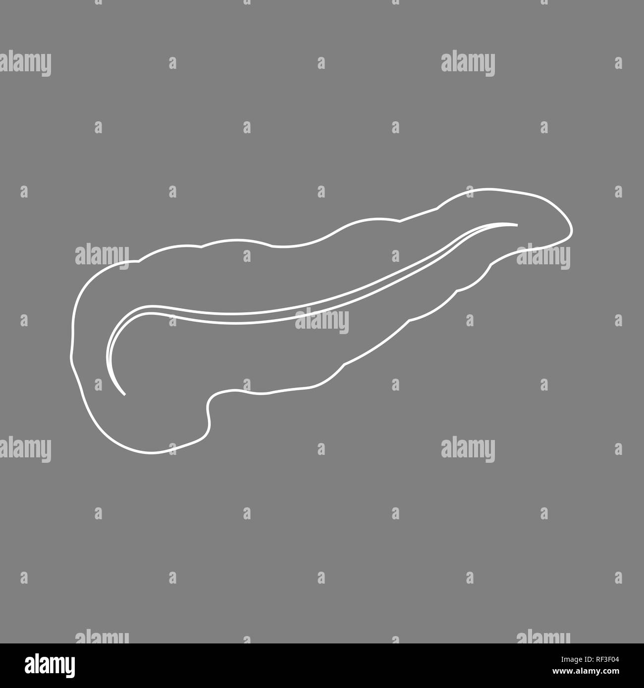 Vector isolated illustration of pancreas anatomy. Contour of the ...