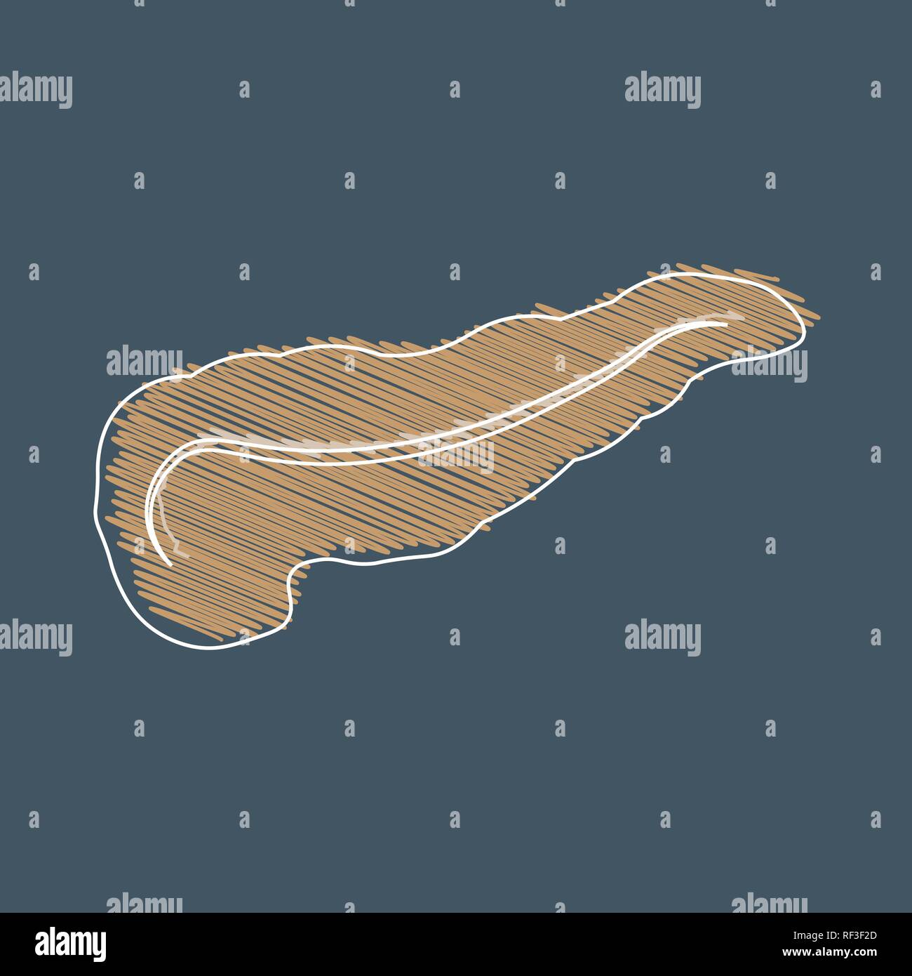 Stylization of hand drawing. Vector isolated illustration of pancreas ...