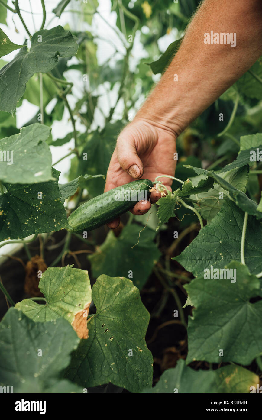 Hand holding cucumber hi-res stock photography and images - Alamy