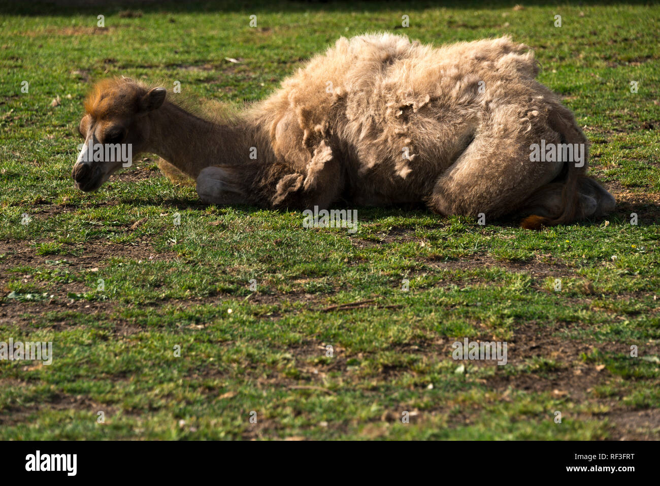 Baby Bactrian Camel (Camelus bactrianus Stock Photo - Alamy