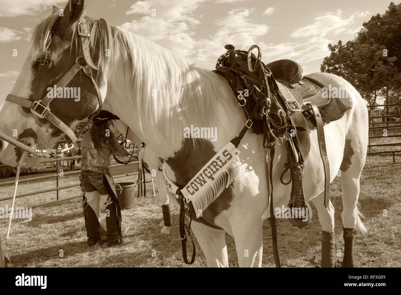 American cowgirls hi-res stock photography and images - Alamy