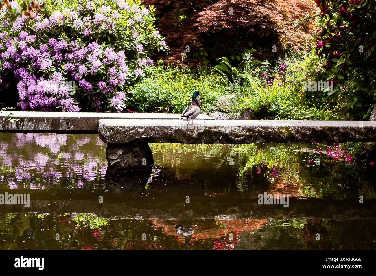 Water reflections flower hi-res stock photography and images - Alamy