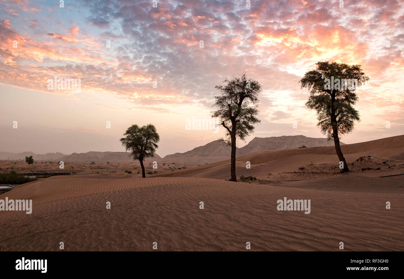 Beautiful Sunrise in Arabian Desert with Trees Stock Photo - Alamy