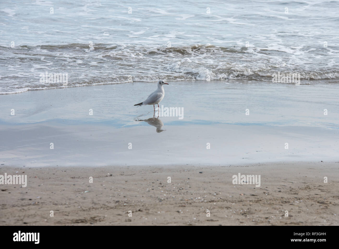 Gulliver beach hi-res stock photography and images - Alamy